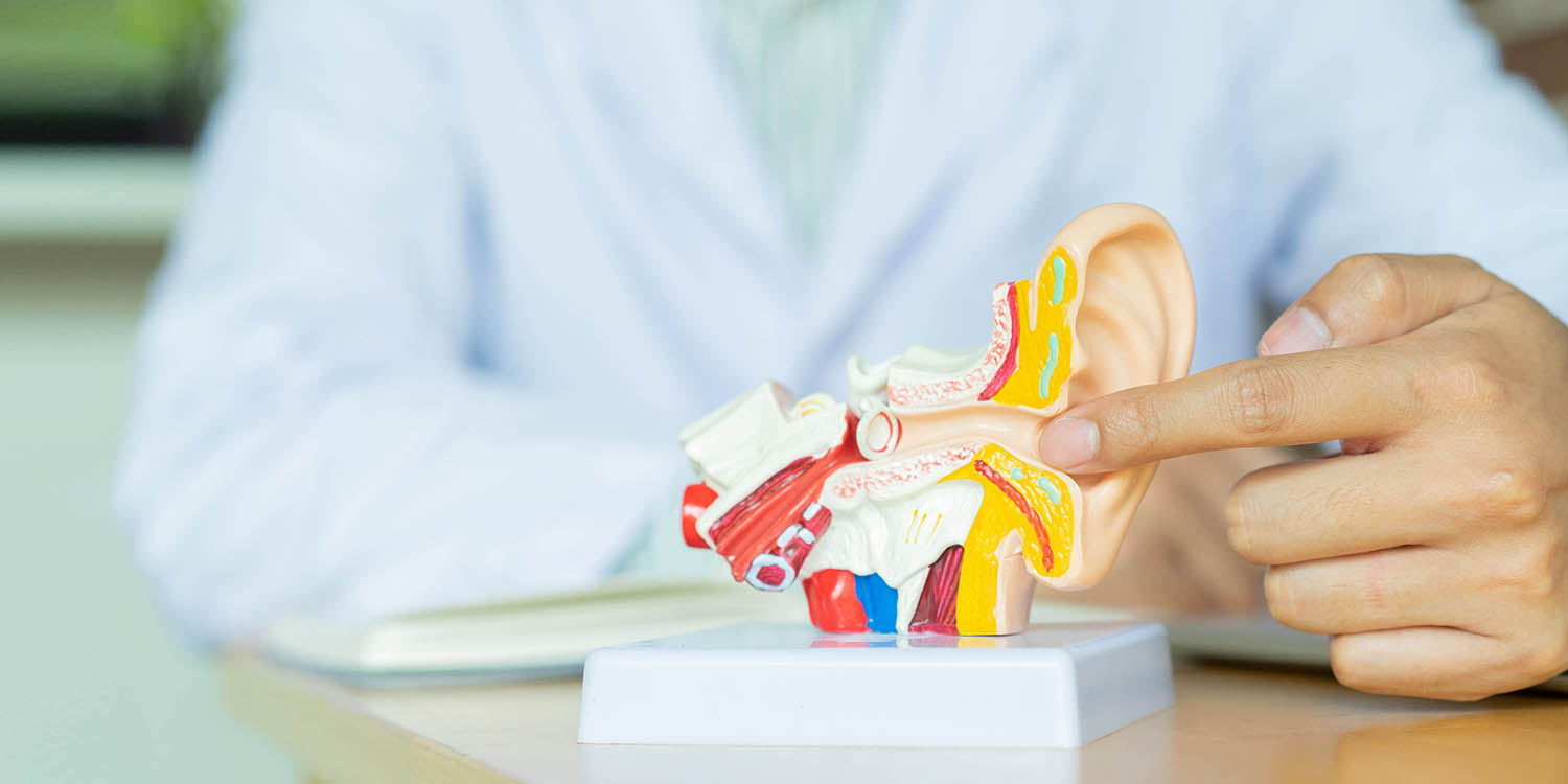 Comment fonctionnent nos oreilles ? - Groupe Mutualiste RATP